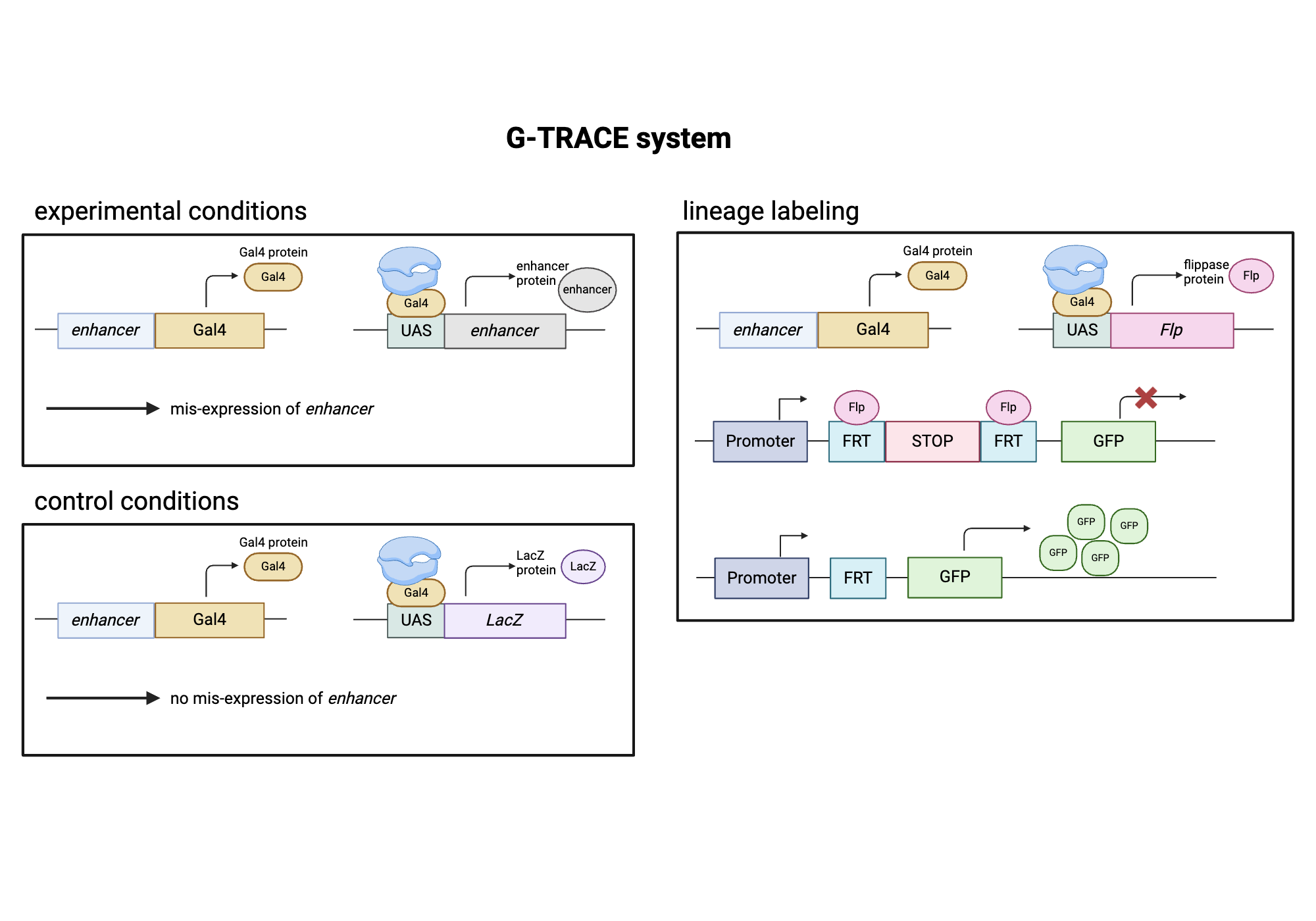 G-TRACE system for mis-expression of proteins | BioRender Science Templates