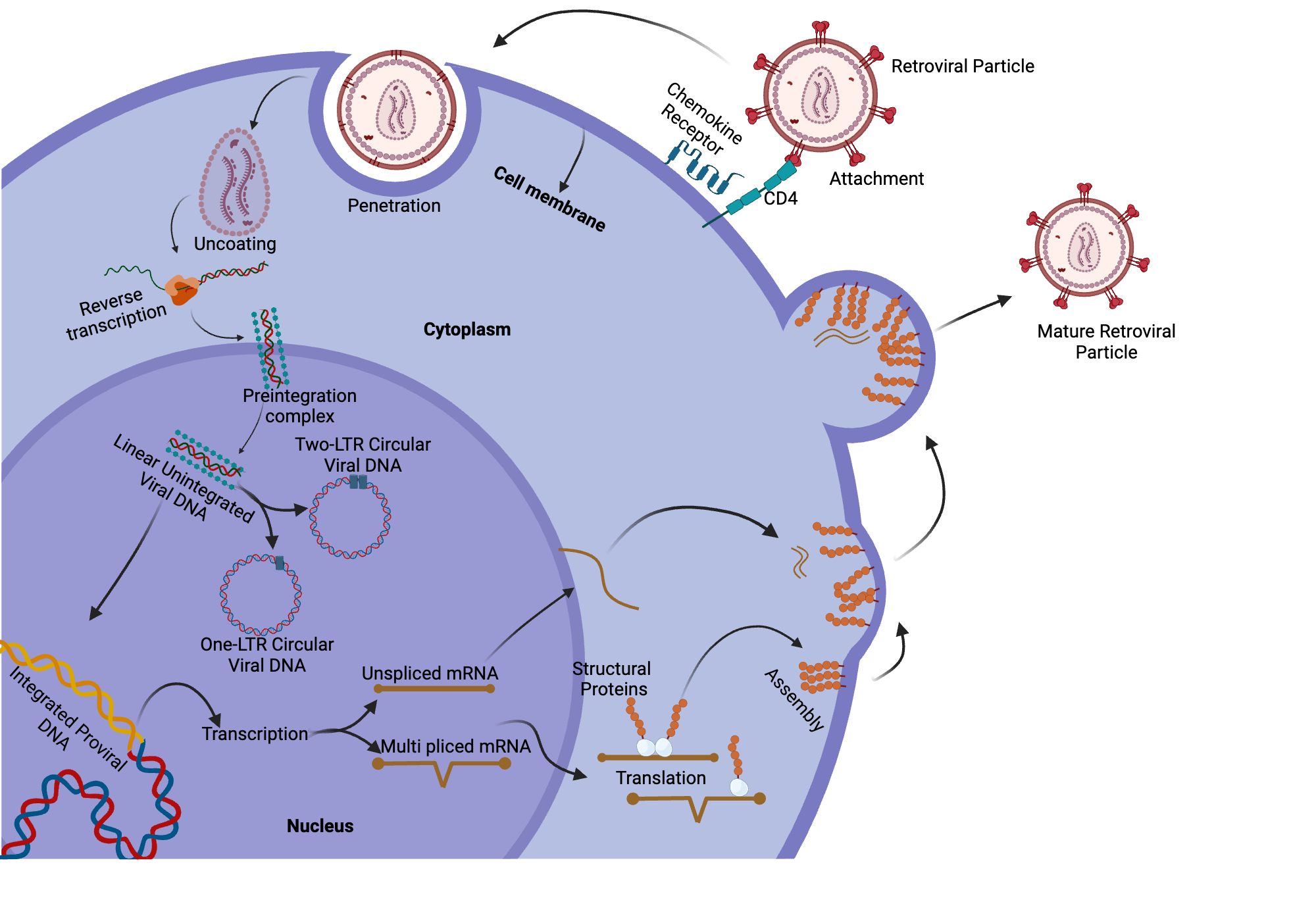 HIV-1 Transcription, Replication and Translation | BioRender Science ...