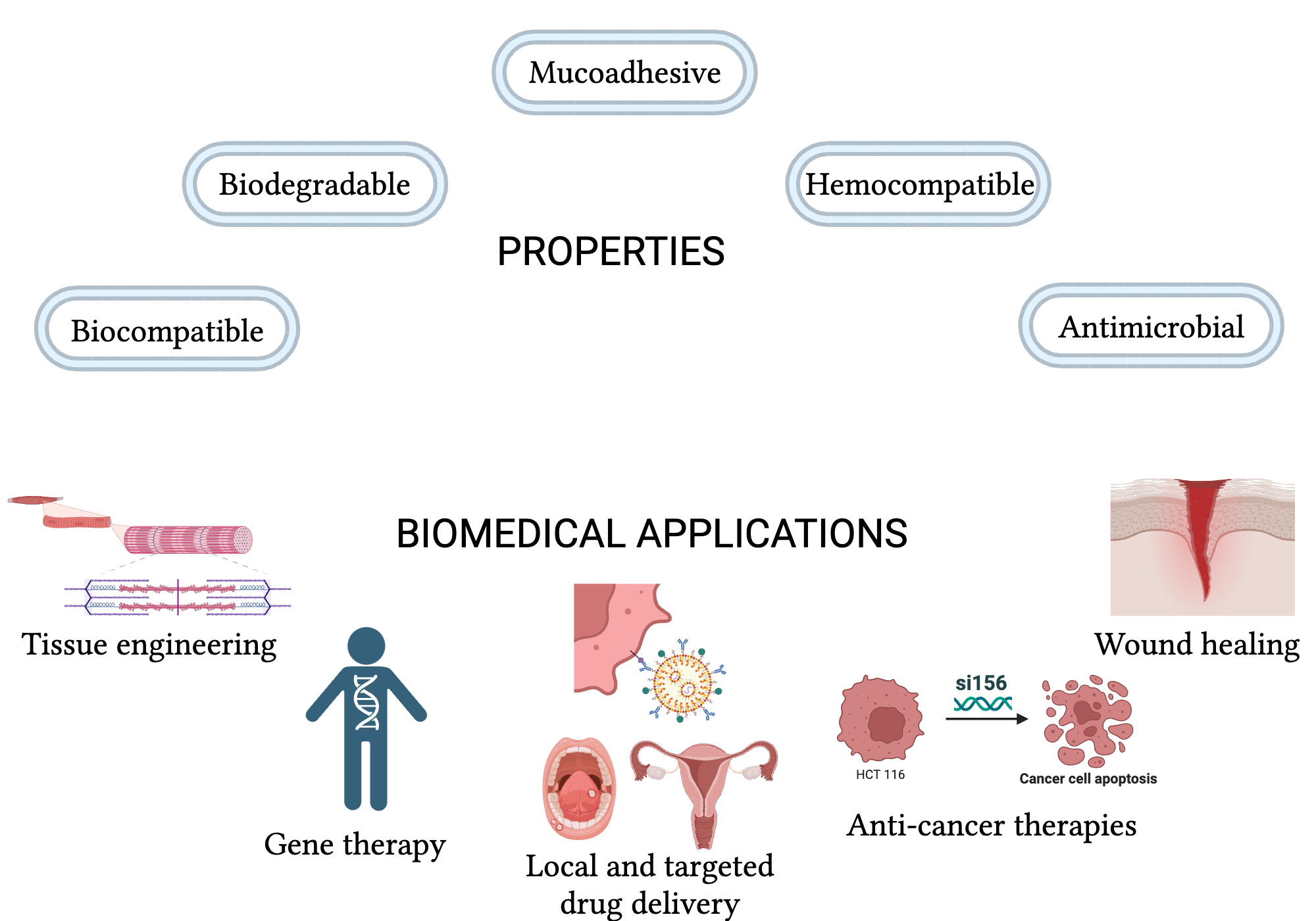 Chitosan biomedical applications | BioRender Science Templates