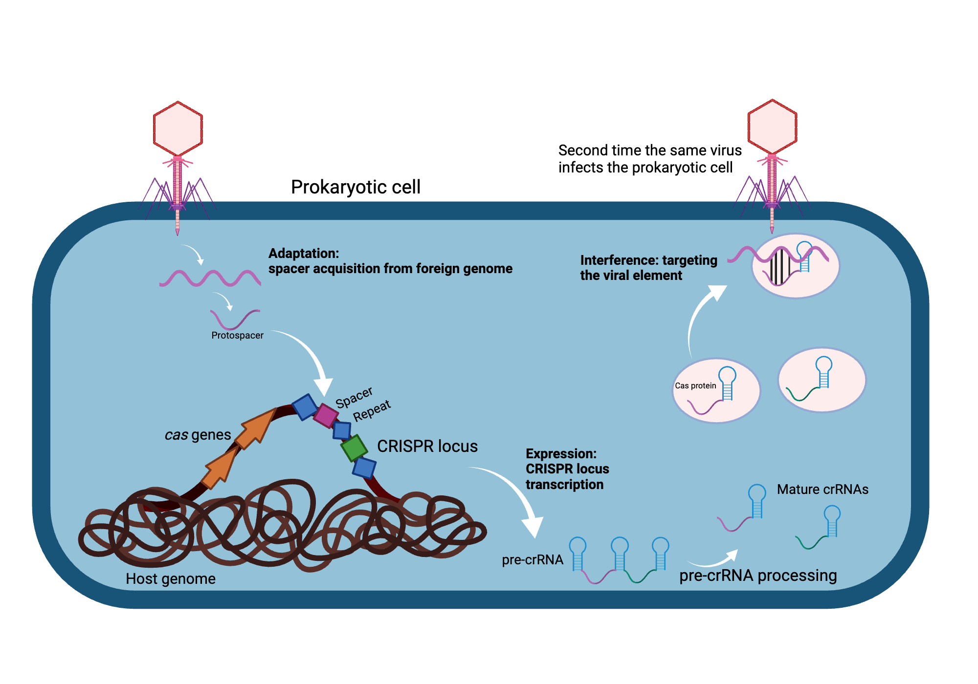 CRISPR-Cas Mechanism | BioRender Science Templates