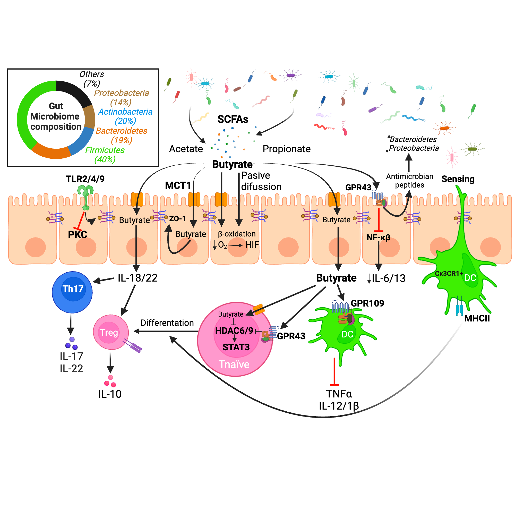 SCFAs interaction with gut cells and allergenic responses | BioRender ...