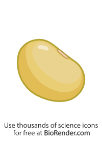 Free Soybean (seed, mature) Icons, Symbols & Images | BioRender