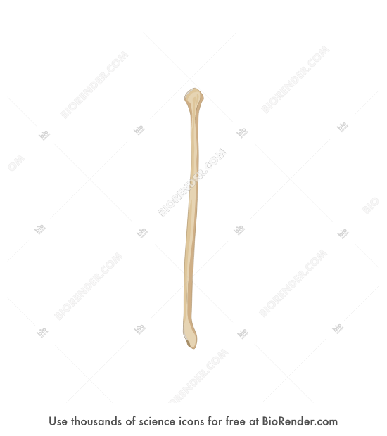 Free Fibula (posterior) Icons, Symbols & Images | BioRender
