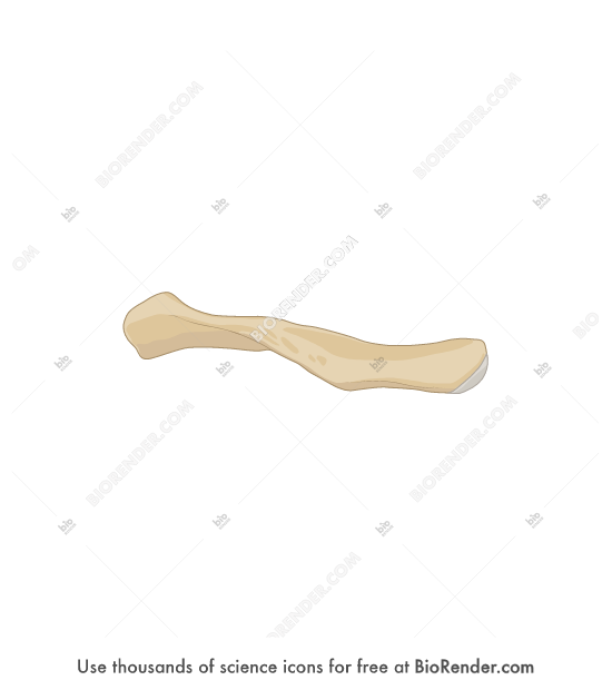 Free Clavicle (posterior) Icons, Symbols & Images | BioRender