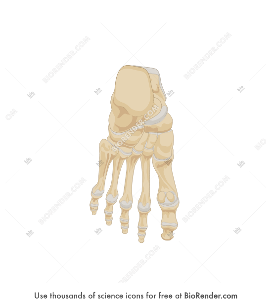 Free Foot bones (posterior) Icons, Symbols & Images | BioRender