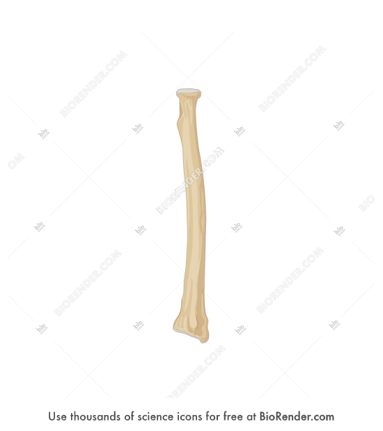 Free Radius (posterior) Icons, Symbols & Images | BioRender