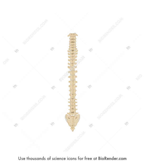 Free Spine (posterior) Icons, Symbols & Images | BioRender