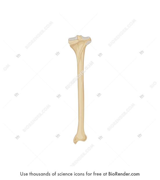 Free Tibia (posterior) Icons, Symbols & Images | BioRender