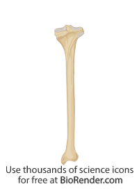 Free Tibia (posterior) Icons, Symbols & Images | BioRender