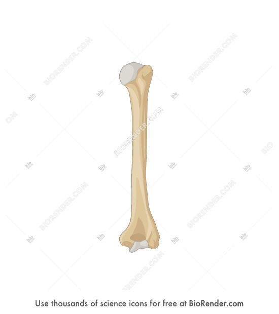 Free Humerus (posterior) Icons, Symbols & Images | BioRender