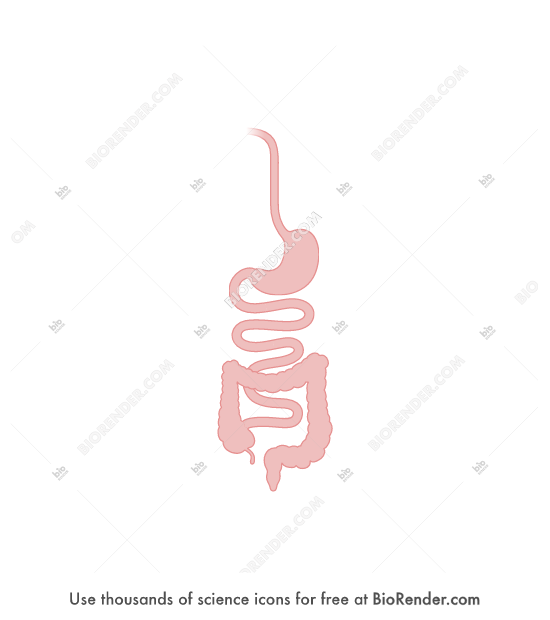 Free GI tract (schematic) Icons, Symbols & Images | BioRender
