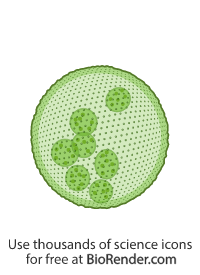 Free Microalgae (Volvox) Icons, Symbols & Images | BioRender
