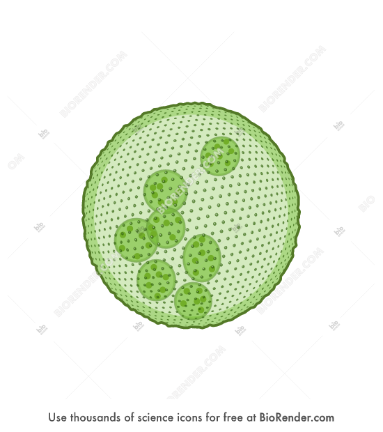 Free Microalgae (Volvox) Icons, Symbols & Images | BioRender