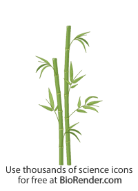 Free Bamboo Icons, Symbols & Images | BioRender