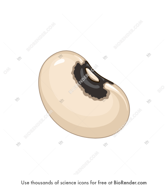 Free Cowpea (seed) Icons, Symbols & Images | BioRender