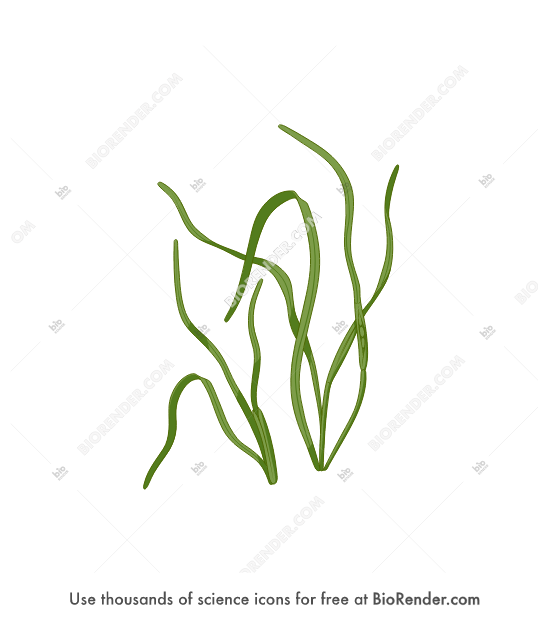 Free Seagrass (Zostera marina, leaves) Icons, Symbols & Images | BioRender