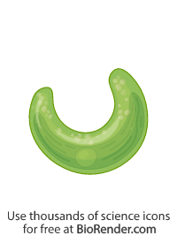 Free Microalgae (Raphidocelis subcapitata) Icons, Symbols & Images ...