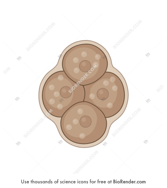 Free Yeast (Saccharomyces cerevisiae, 4 spores in ascus) Icons, Symbols ...