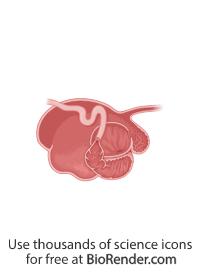 Free Cow rumen (cross-section) Icons, Symbols & Images | BioRender