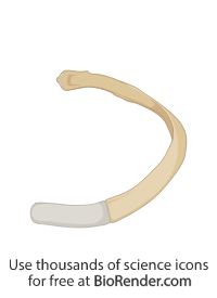 Free Rib (generic, anterior) Icons, Symbols & Images | BioRender