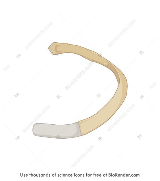 Free Rib (generic, anterior) Icons, Symbols & Images | BioRender