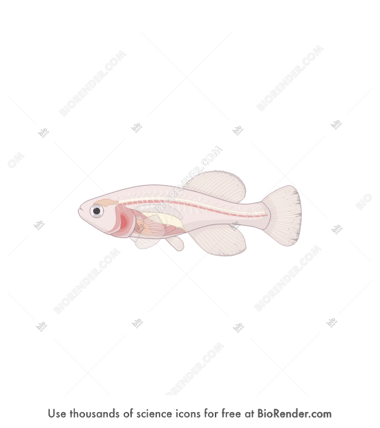Free Turquoise killifish (Nothobranchius furzeri, male, klara) Icons ...