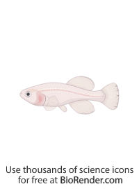 Free Turquoise killifish (Nothobranchius furzeri, male, klara, no ...