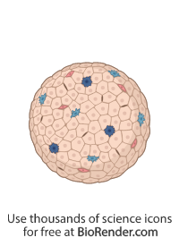 Free Liver Icons, Symbols & Images | BioRender