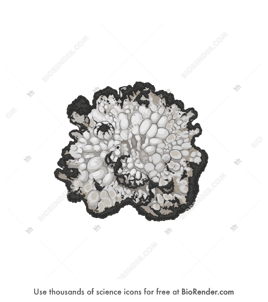 Free Lichen (Umbilicaria pustulata) Icons, Symbols & Images | BioRender