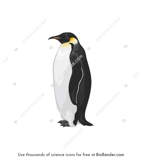 Free Emperor penguin Icons, Symbols & Images | BioRender