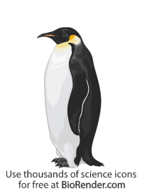 Free Emperor penguin Icons, Symbols & Images | BioRender