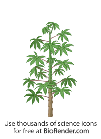 Free Cassava plant Icons, Symbols & Images | BioRender