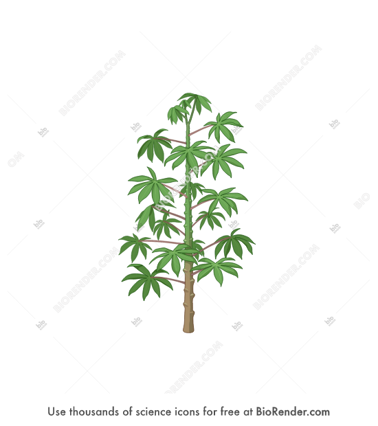 Free Cassava plant Icons, Symbols & Images | BioRender