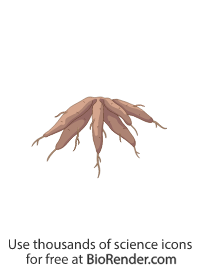 Free Cassava plant (root) Icons, Symbols & Images | BioRender