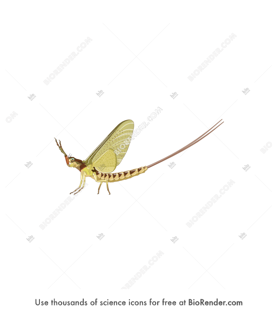Free Mayfly adult (Hexagenia limbata, female) Icons, Symbols & Images ...