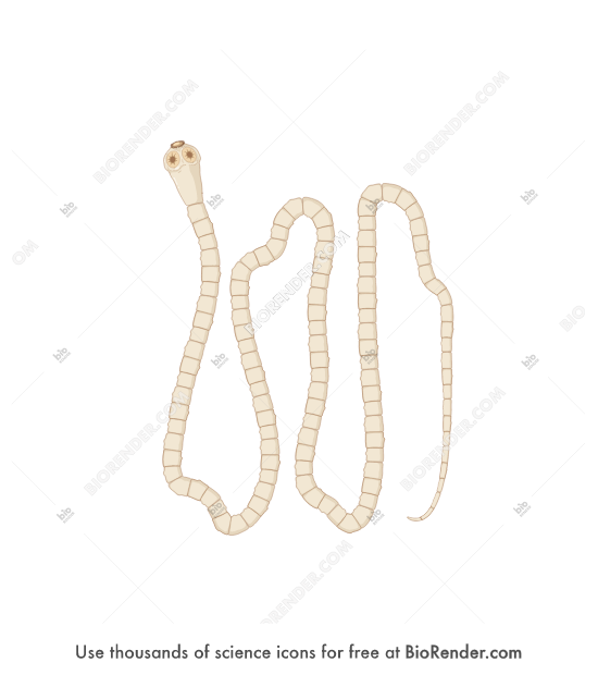 Free Rat tapeworm (Hymenolepis diminuta, adult) Icons, Symbols & Images ...