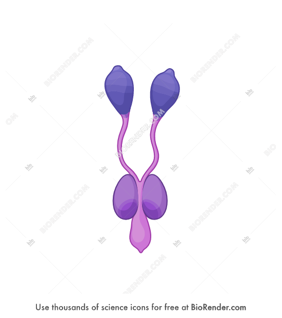 Free Anopheles reproductive system (male) Icons, Symbols & Images ...
