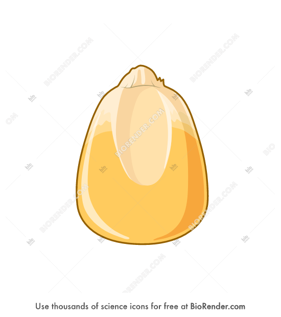 Free Corn seed Icons, Symbols & Images | BioRender