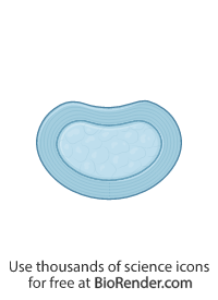Free Intervertebral disc (healthy, superior) Icons, Symbols & Images ...