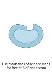 Free Intervertebral disc (post-discectomy, superior) Icons, Symbols ...