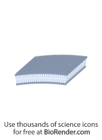 Free Phospholipid membrane (curved sheet) Icons, Symbols & Images ...