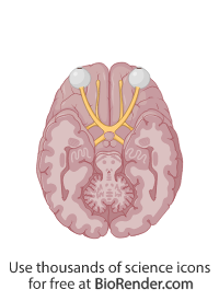 Free Brain (horizontal cut, at cerebellum) Icons, Symbols & Images ...