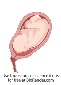 Free Embryology Icons, Symbols & Images | BioRender