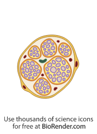 Free Peripheral nerve (cross-section) Icons, Symbols & Images | BioRender