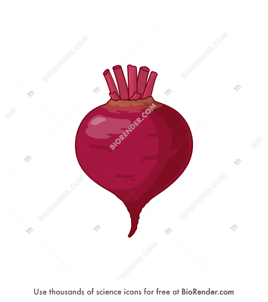 Free Beetroot Icons, Symbols & Images | BioRender