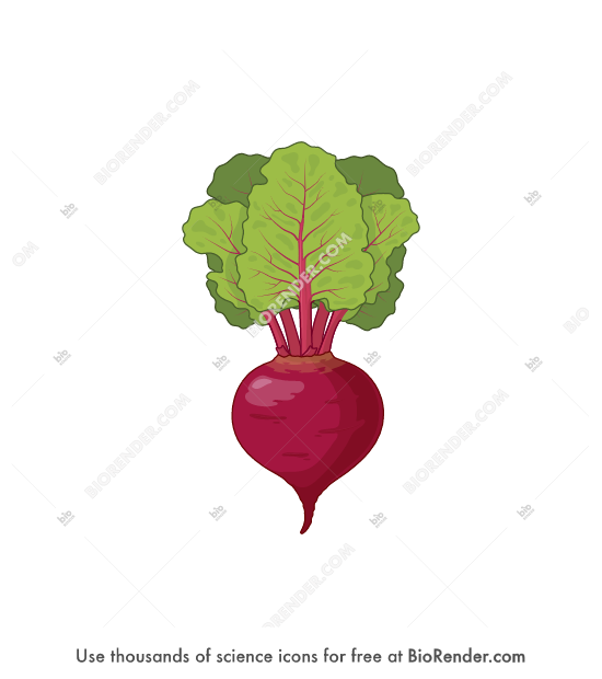 Free Beetroot plant Icons, Symbols & Images | BioRender