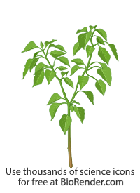 Free Pepper plant Icons, Symbols & Images | BioRender