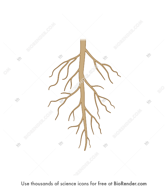 Free Roots (taproots, young) Icons, Symbols & Images | BioRender