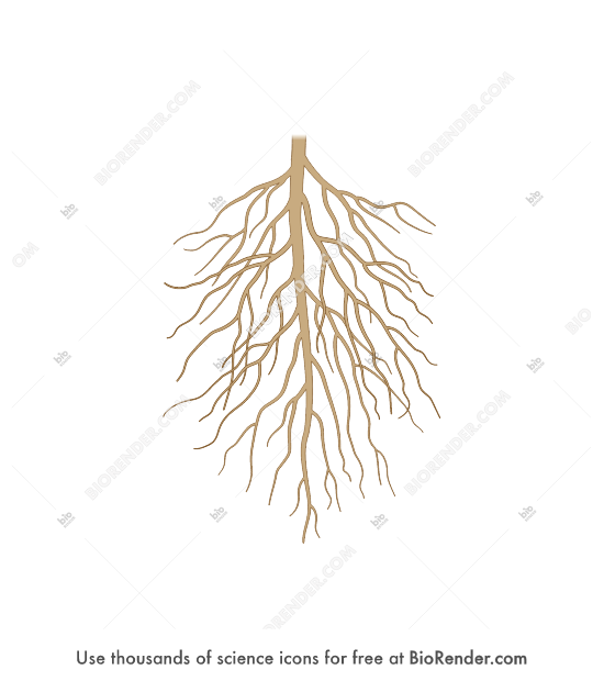 Free Roots (taproots) Icons, Symbols & Images | BioRender