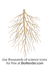 Free Roots (taproots) Icons, Symbols & Images | BioRender